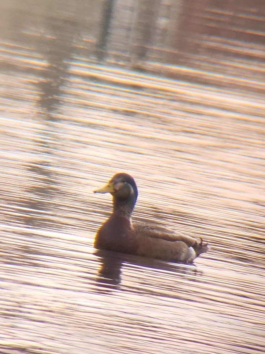 eBird Checklist - 13 Dec 2024 - Foxfire Trail - 22 species (+1 other taxa)