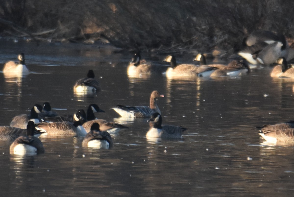Pennsylvania Bird Atlas Checklist - 13 Dec 2024 - Albert Rd. Ponds - 9 ...