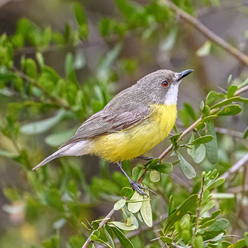 eBird Checklist - 2 Nov 2023 - St James Anglican Cemetery, Pitt Town ...
