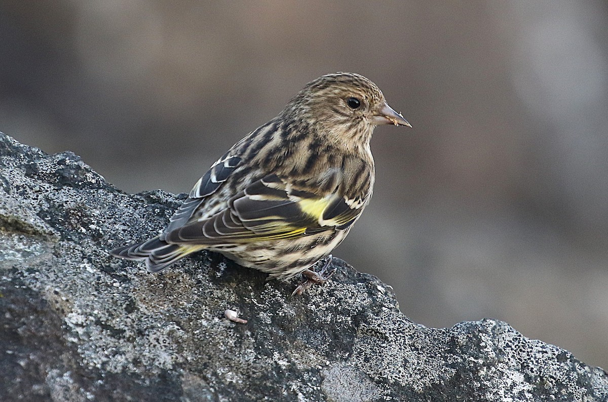 ML627490002 - Pine Siskin - Macaulay Library