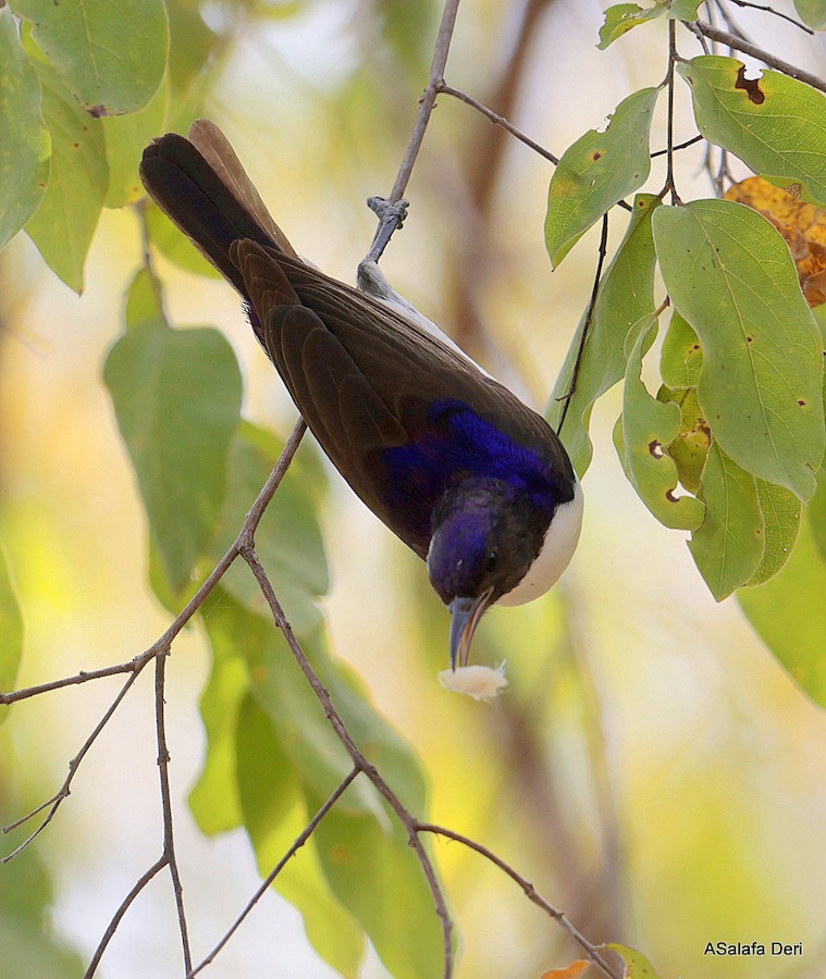 Western Violet-backed Sunbird (Northern) - eBird
