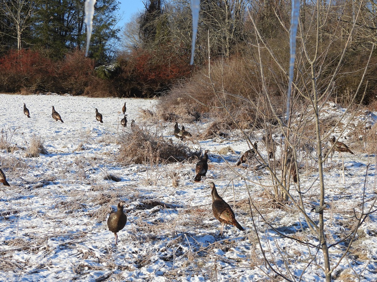 Pennsylvania Bird Atlas Checklist - 14 Dec 2024 - PA-SQ-VanCott's - 15 ...