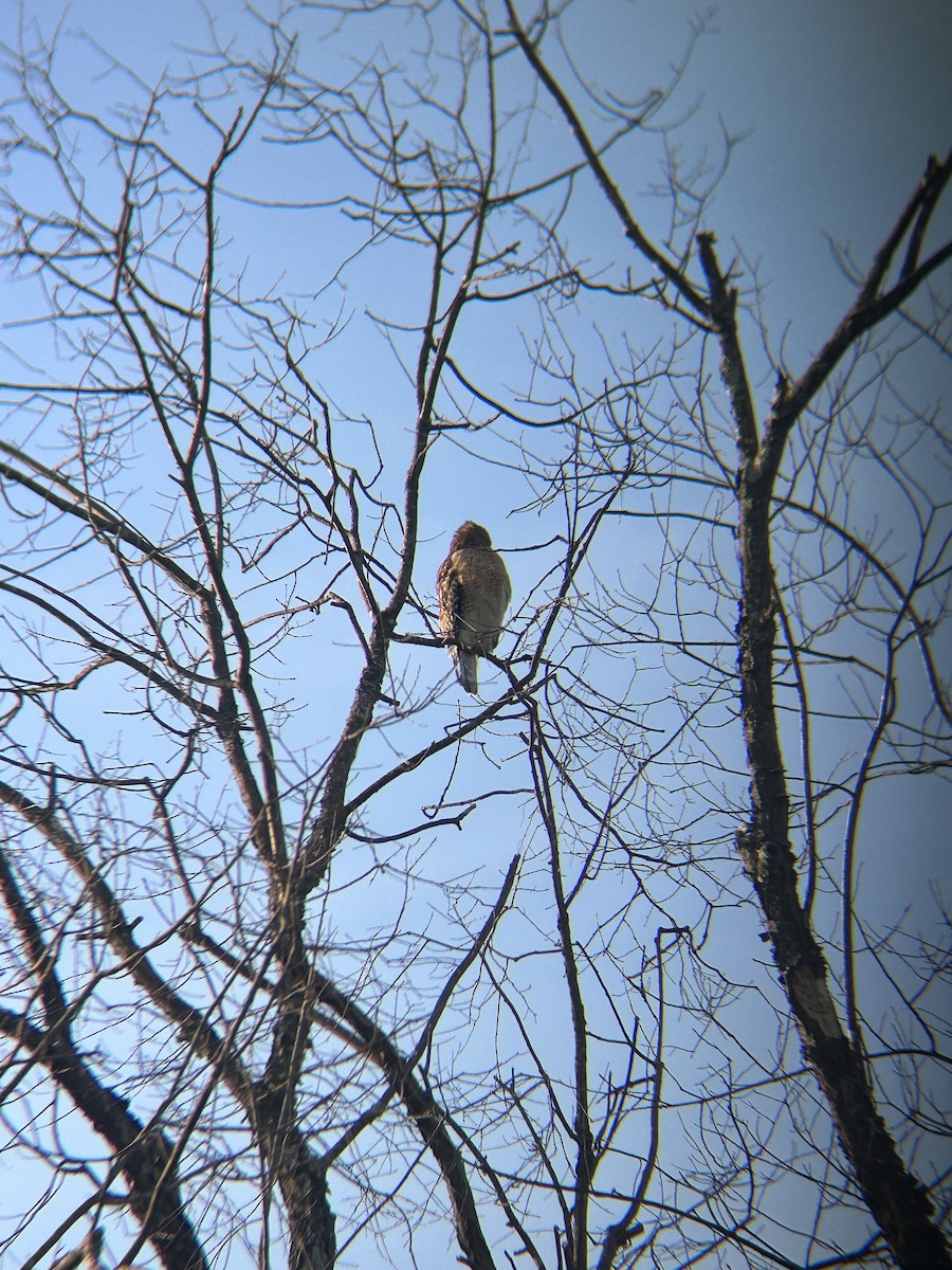 ML627506271 - Red-shouldered Hawk - Macaulay Library