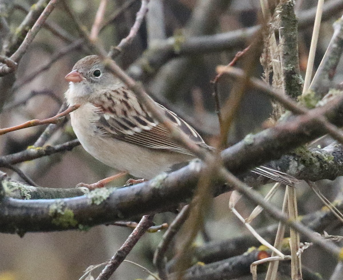 eBird Checklist - 14 Dec 2024 - Sauvie Island--Rentenaar Rd. - 24 species