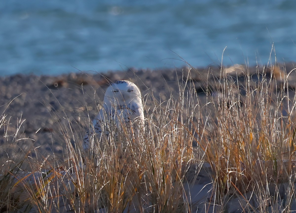 eBird Checklist - 1 Dec 2024 - Sandy Neck - 1 species