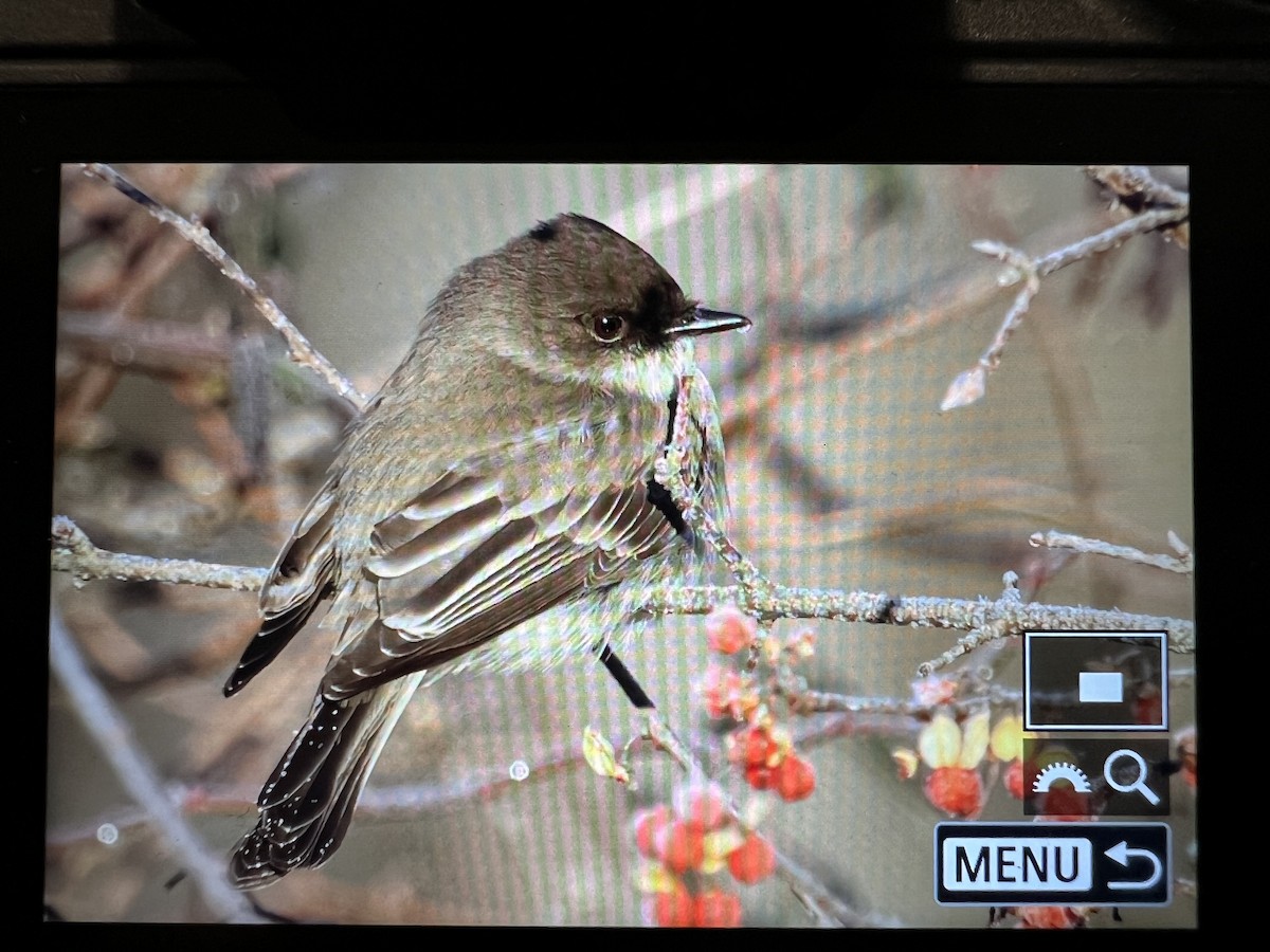 eBird Checklist - 14 Dec 2024 - Great Swamp NWR - 63 species (+2 other ...
