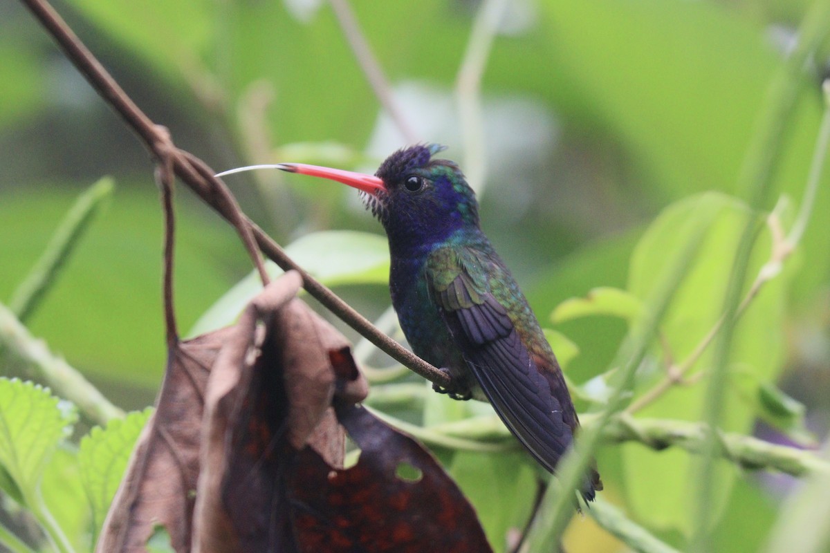 eBird Checklist - 14 Oct 2024 - Auto selected -12.42721, -70.70451 - 32 ...