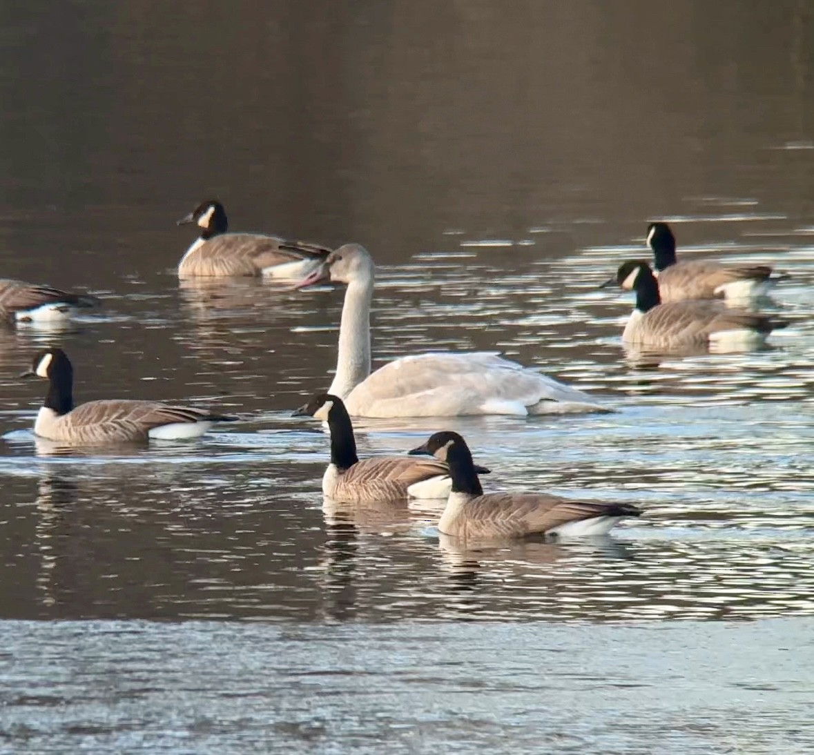 Pennsylvania Bird Atlas Checklist - 14 Dec 2024 - Wedgewood Pond (restricted access) - 10 ...