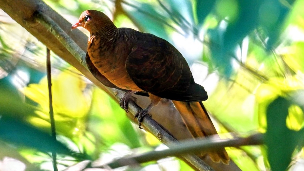 ML627540434 - Philippine Cuckoo-Dove - Macaulay Library