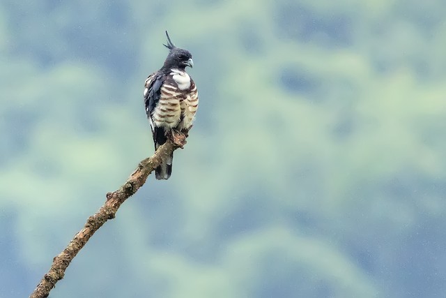 Nagaland, India - eBird