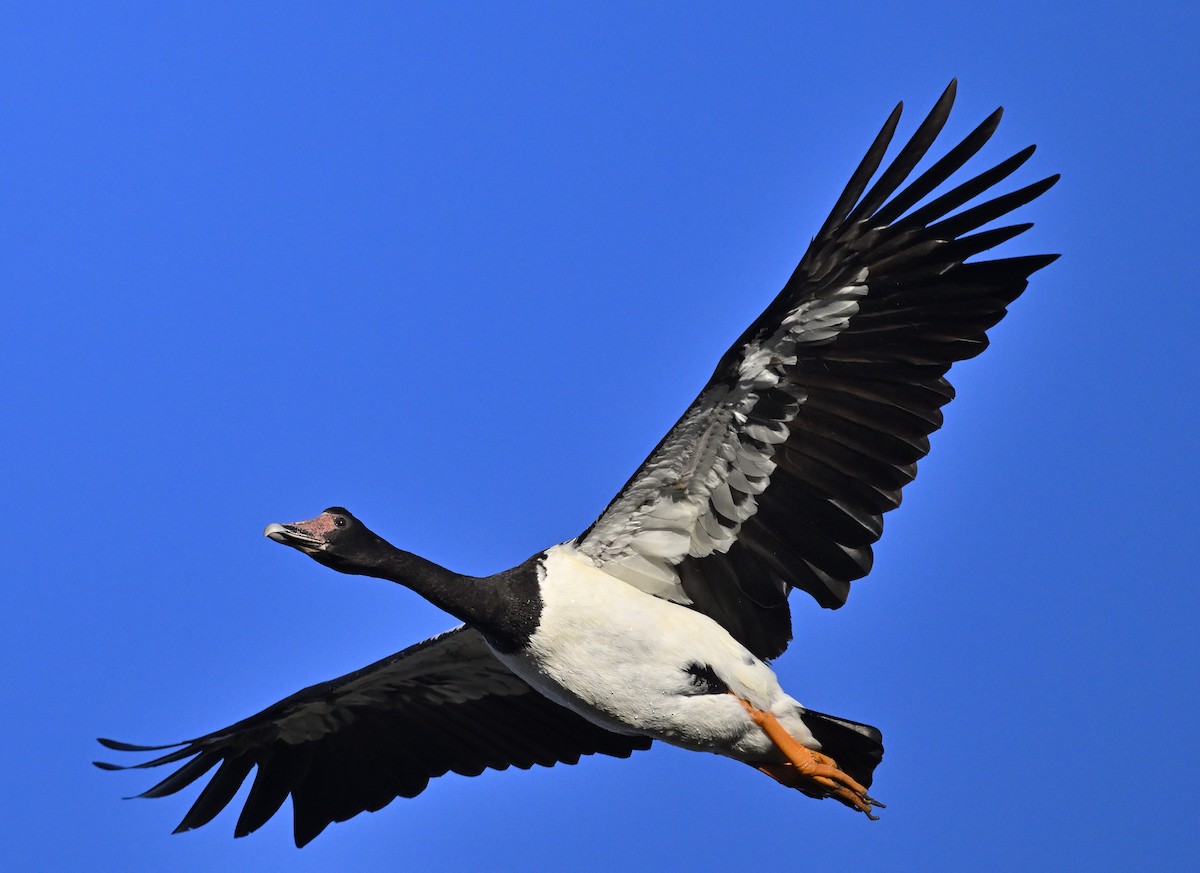 ML627542378 - Magpie Goose - Macaulay Library