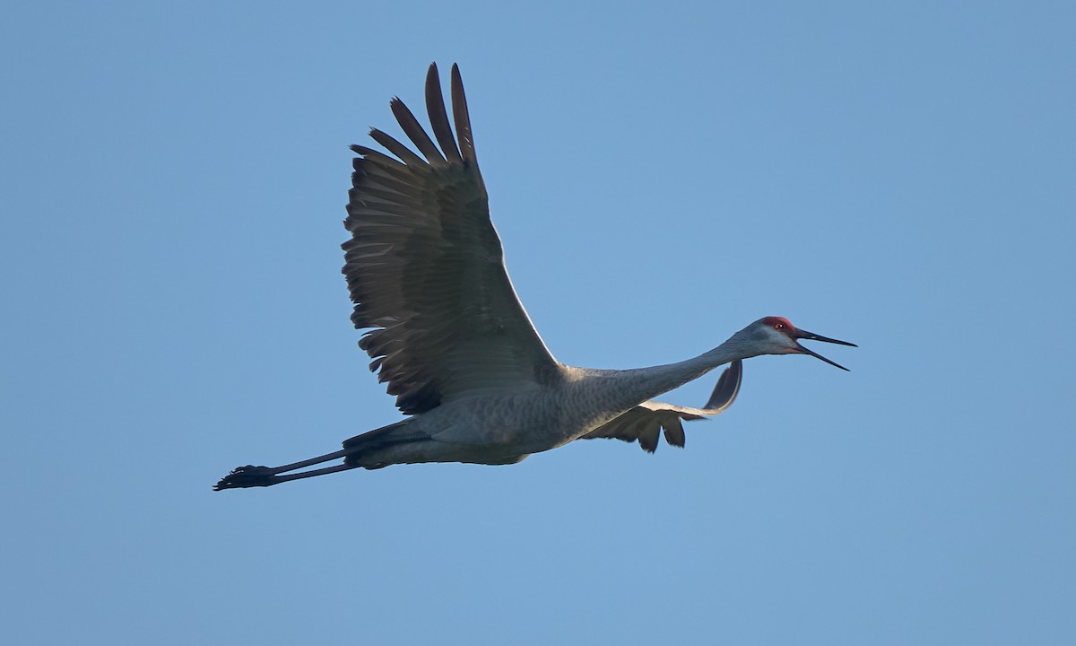 eBird Checklist - 14 Dec 2024 - Bystre Lake - 41 species