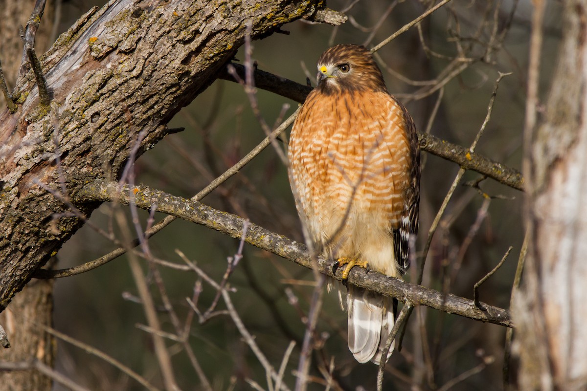 eBird Checklist - 14 Dec 2024 - Midland CBC -- Territory #1 - 36 ...