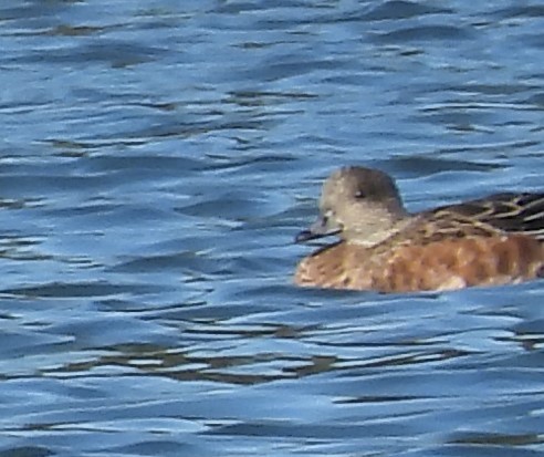 eBird Checklist - 15 Dec 2024 - Timber Oaks - 15 species