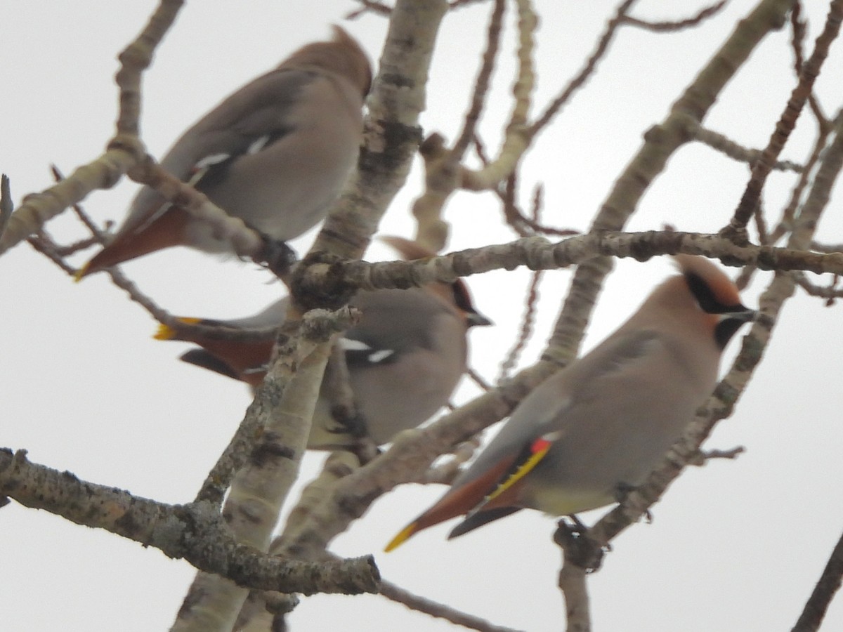 eBird Checklist - 15 Dec 2024 - 721-733 Dean Lake Road, Dean Lake ...