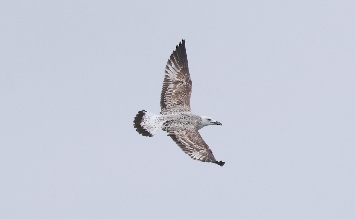 eBird Checklist - 15 Dec 2024 - Port of Dover - 9 species