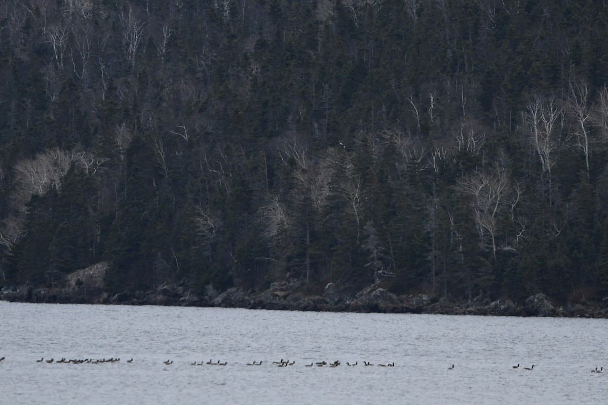 eBird Checklist - 15 Dec 2024 - TNNP--Inner Newman Sound - 1 species