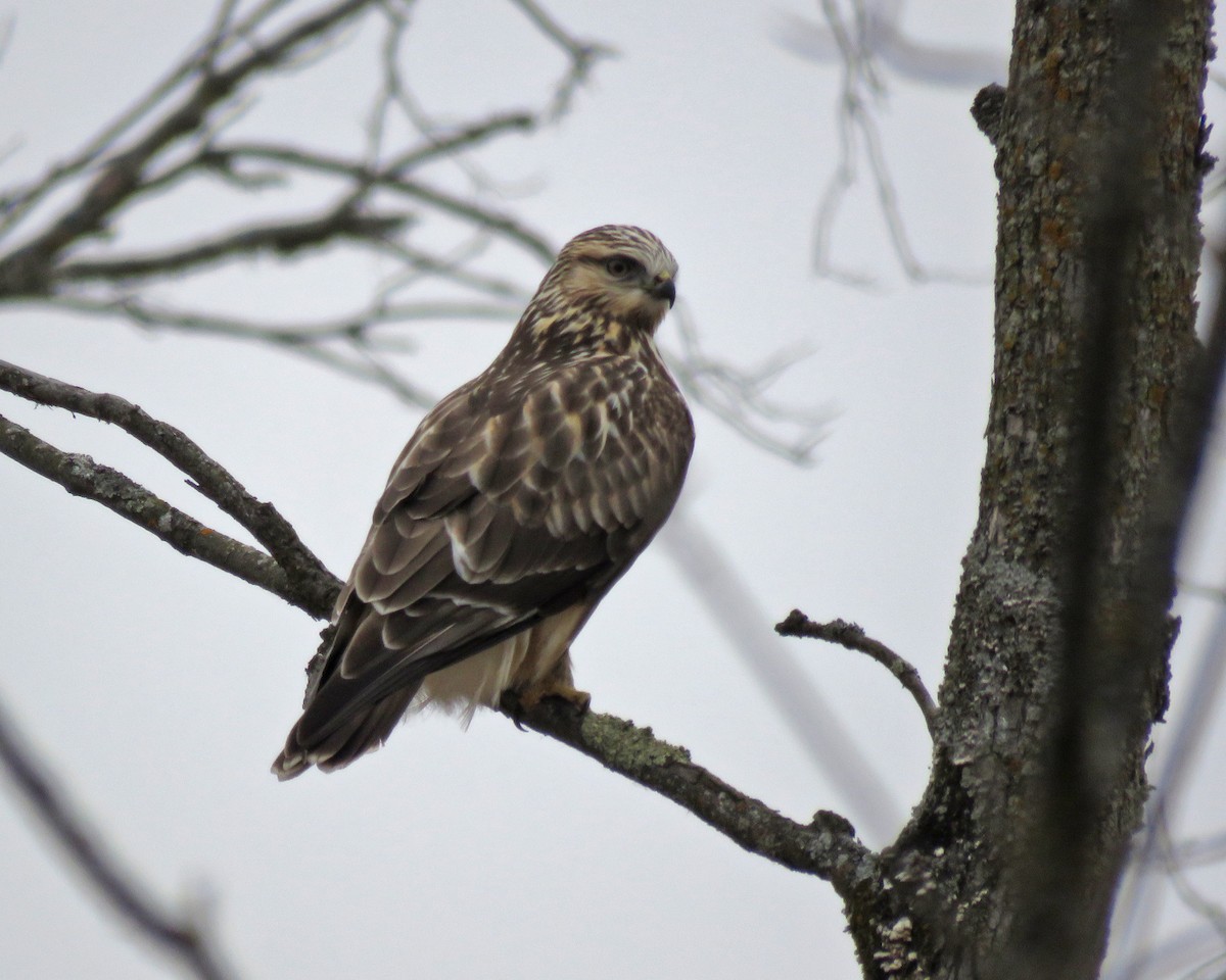 eBird Checklist - 14 Dec 2024 - County Road CCC, Mt. Calvary - 5 species