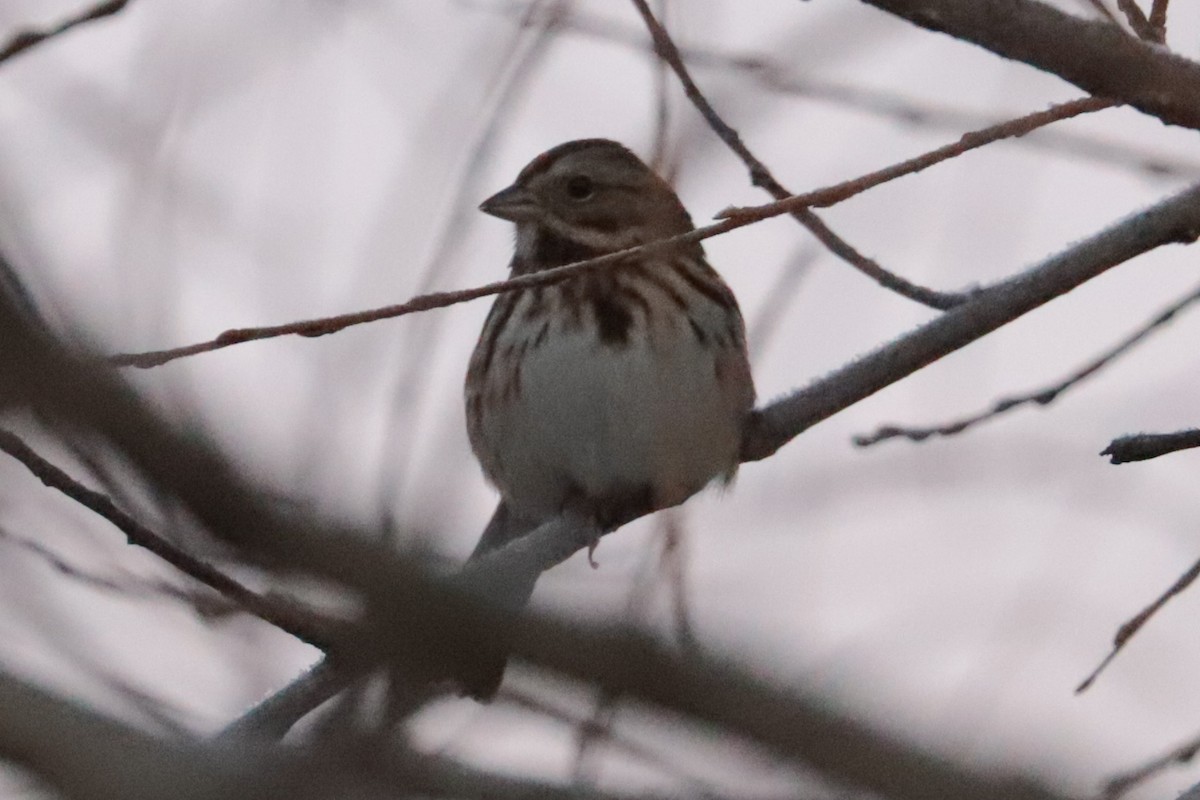 Pennsylvania Bird Atlas Checklist - 14 Dec 2024 - 370–398 Lower Georges Valley Rd, Spring Mills ...