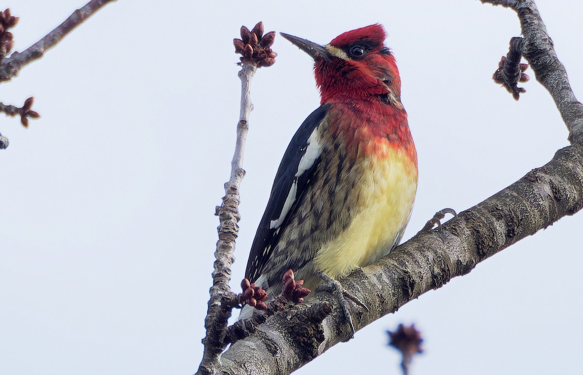 eBird Checklist - 22 Nov 2024 - Arcata (Neighborhoods North of Foster ...