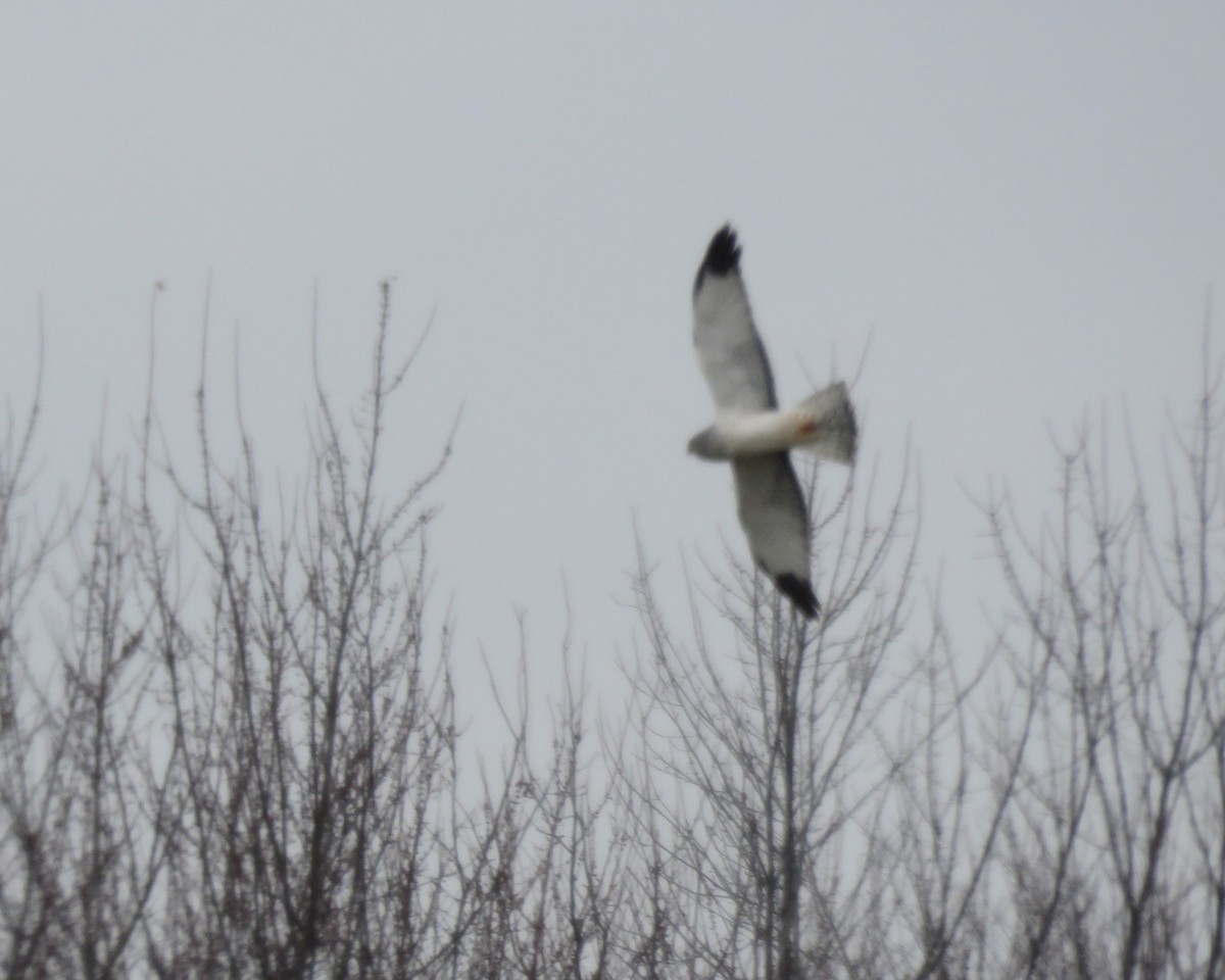 eBird Checklist - 14 Dec 2024 - Pit Road, Mount Calvary - 1 species