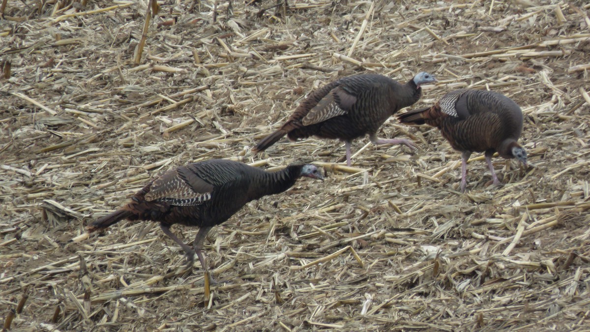 eBird Checklist - 14 Dec 2024 - 2007 Redwood Road, Mount Calvary - 4 ...