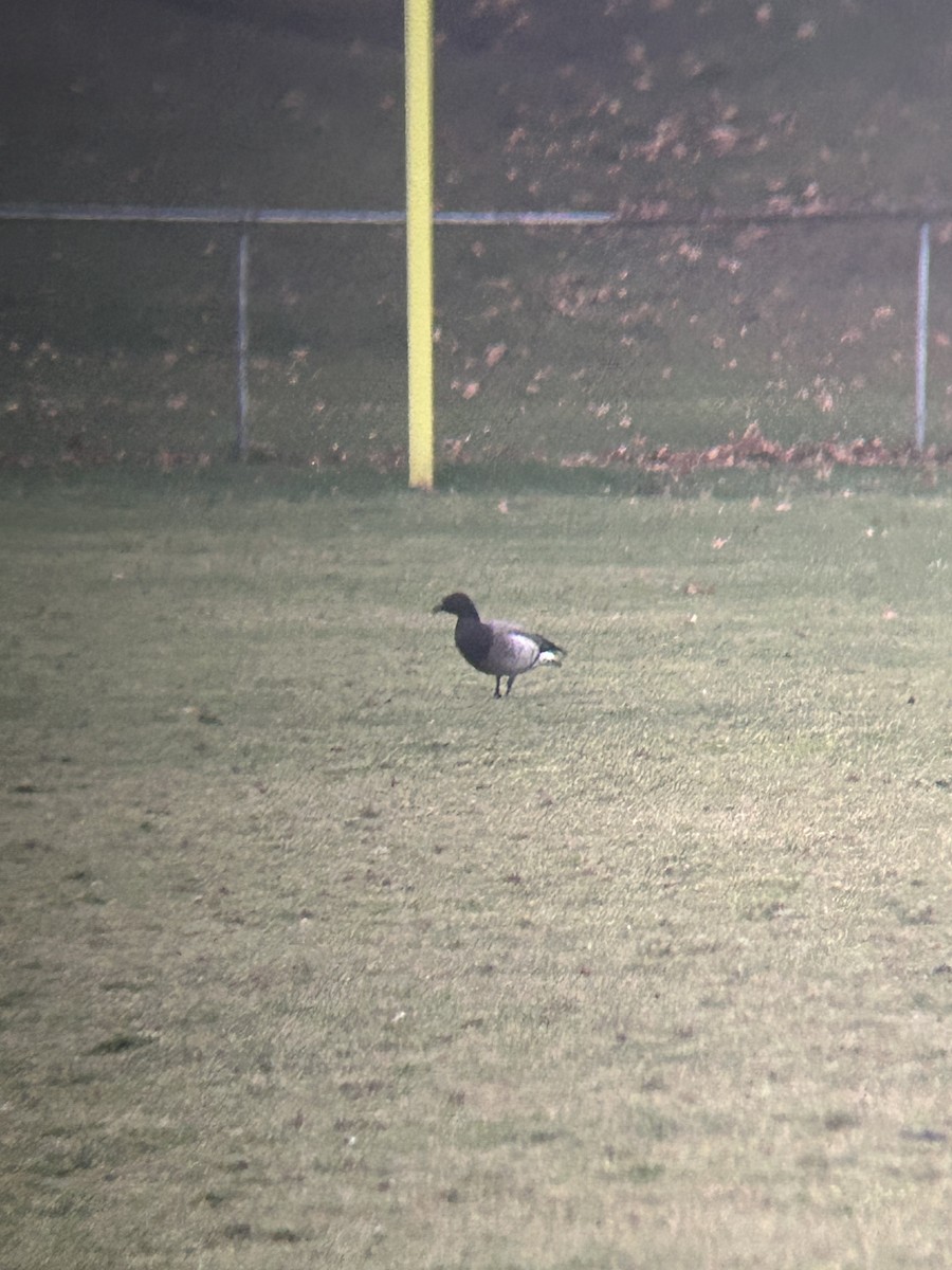 eBird Checklist - 15 Dec 2024 - Monaca Football Field - 7 species
