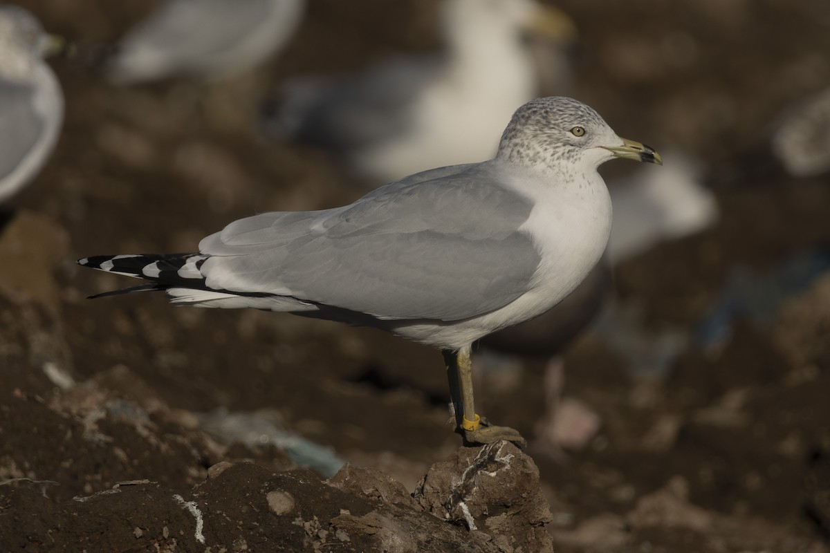 Pennsylvania Bird Atlas Checklist - 14 Dec 2024 - Tullytown - Fairless ...