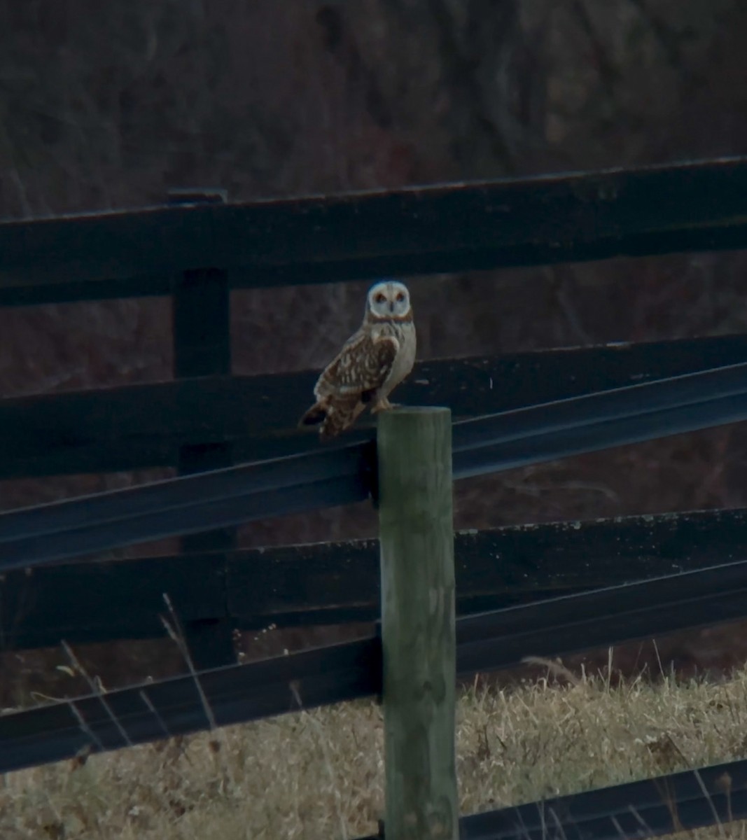Pennsylvania Bird Atlas Checklist - 15 Dec 2024 - Bryn Coed Preserve (closed Thursdays) - 16 species