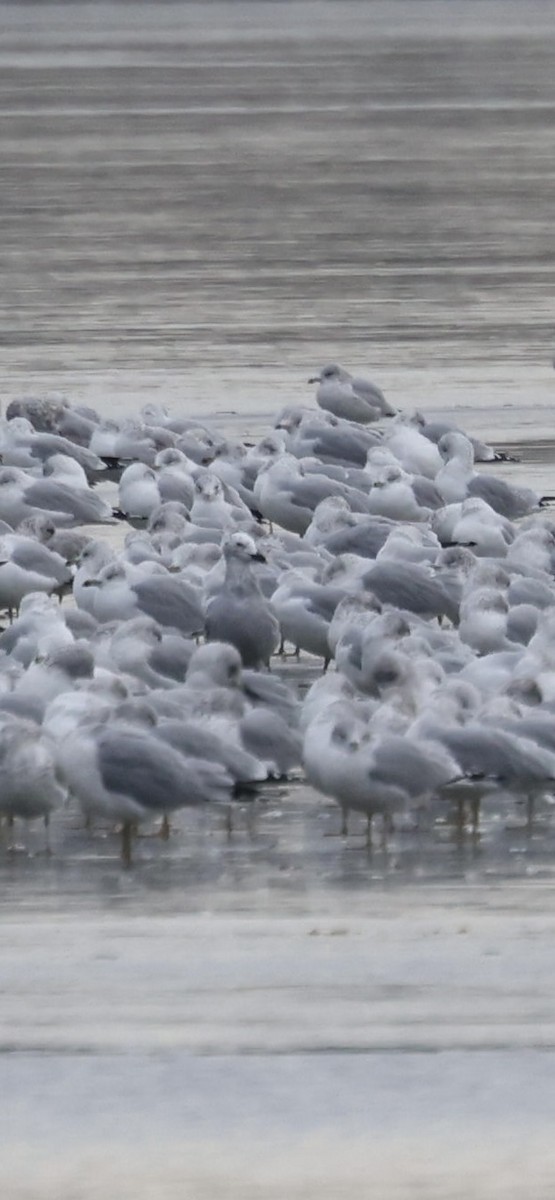 Pennsylvania Bird Atlas Checklist - 15 Dec 2024 - Struble Lake - 7 ...