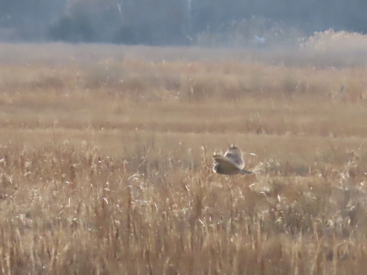 eBird Checklist - 15 Dec 2024 - Parker River NWR - 10 species