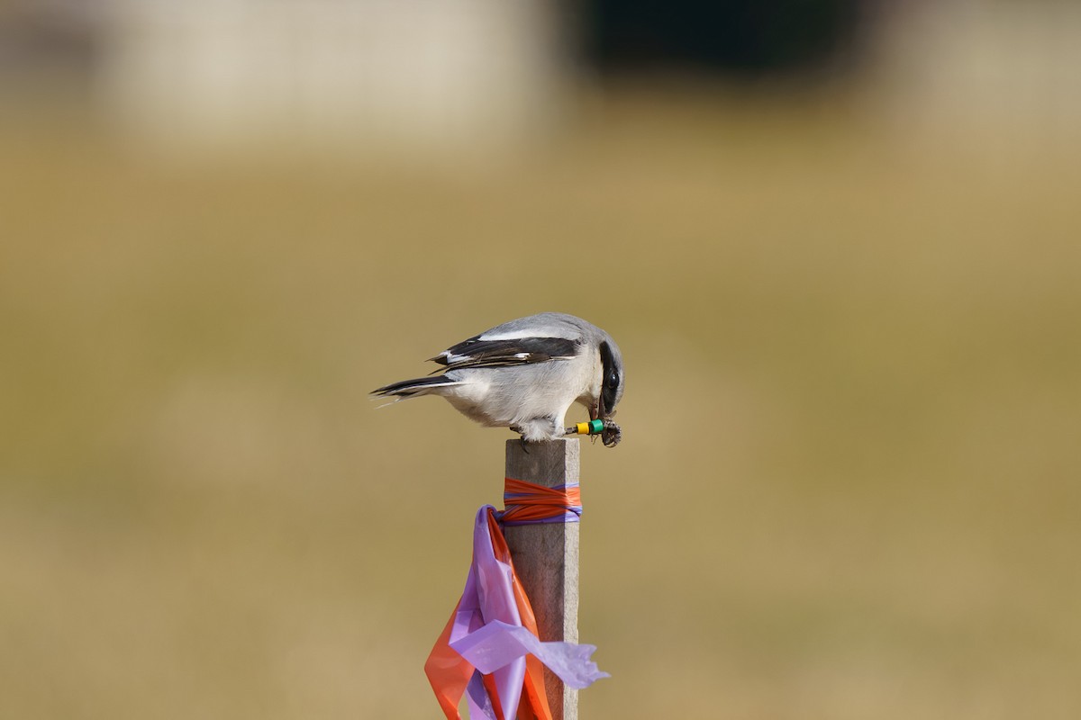 eBird Checklist - 15 Dec 2024 - Loggerhead Shrike Spot - 14 species