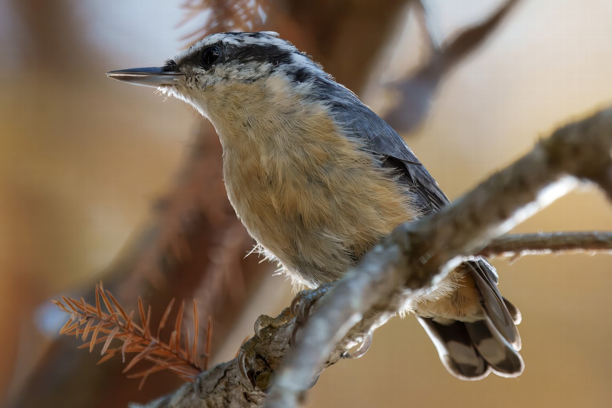 ML627584156 - Red-breasted Nuthatch - Macaulay Library