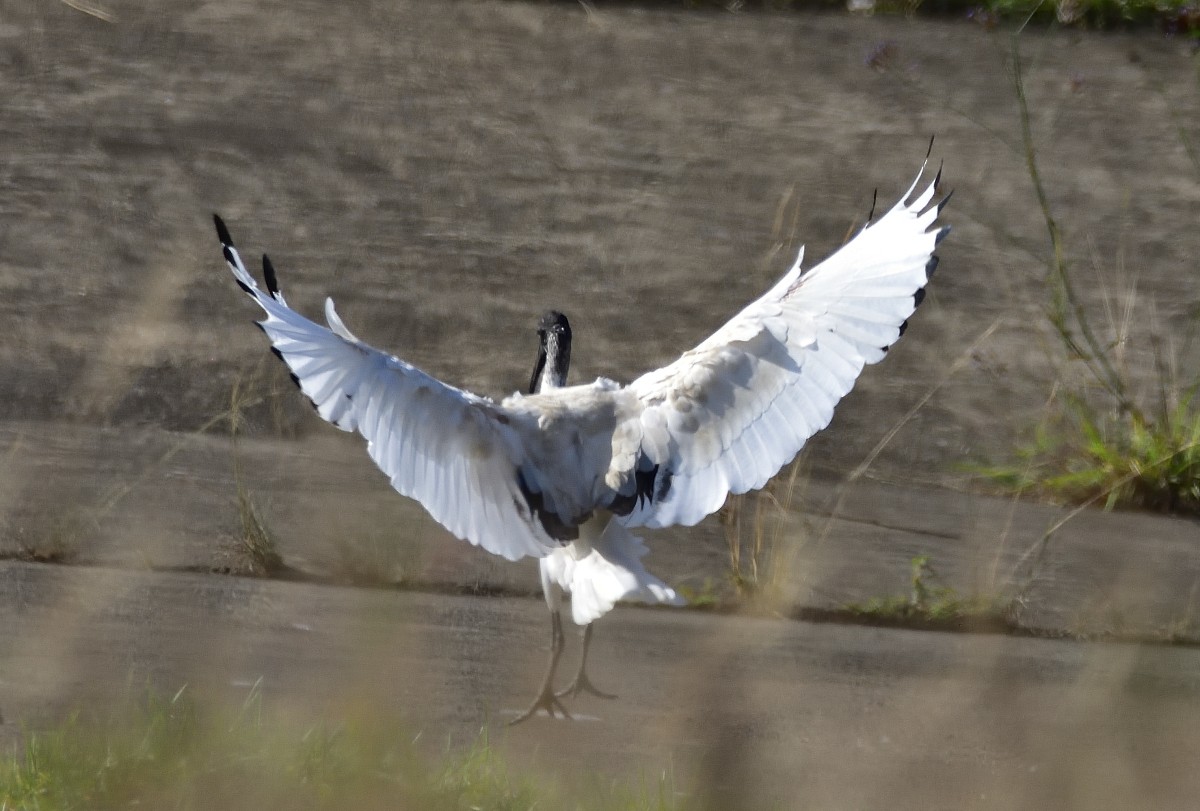 eBird Checklist - 16 Dec 2024 - Bow Bowing Park, Minto - 18 species