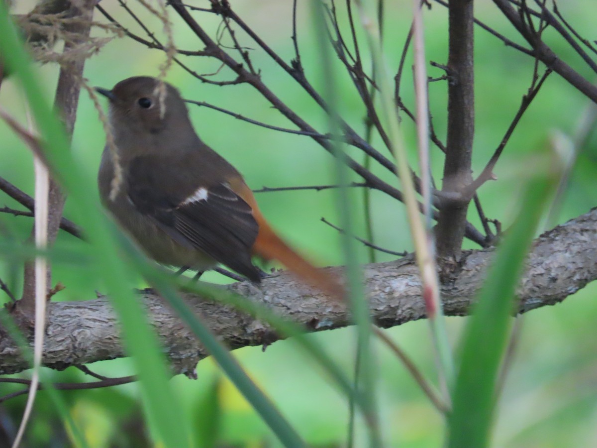 ML627601458 - Daurian Redstart - Macaulay Library