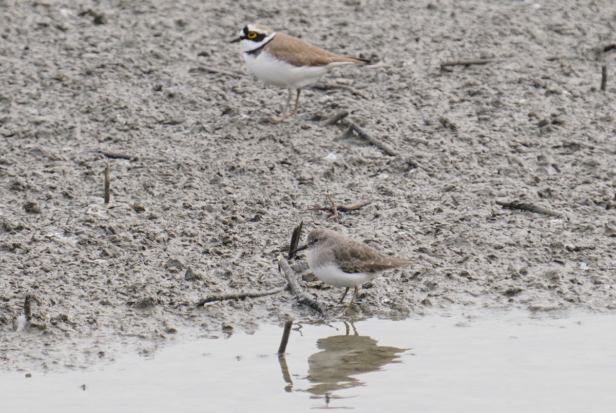 eBird Checklist - 16 Dec 2024 - 魚溪特大橋下魚塭, 福州市, 福建省, CN (25.564, 119.288 ...