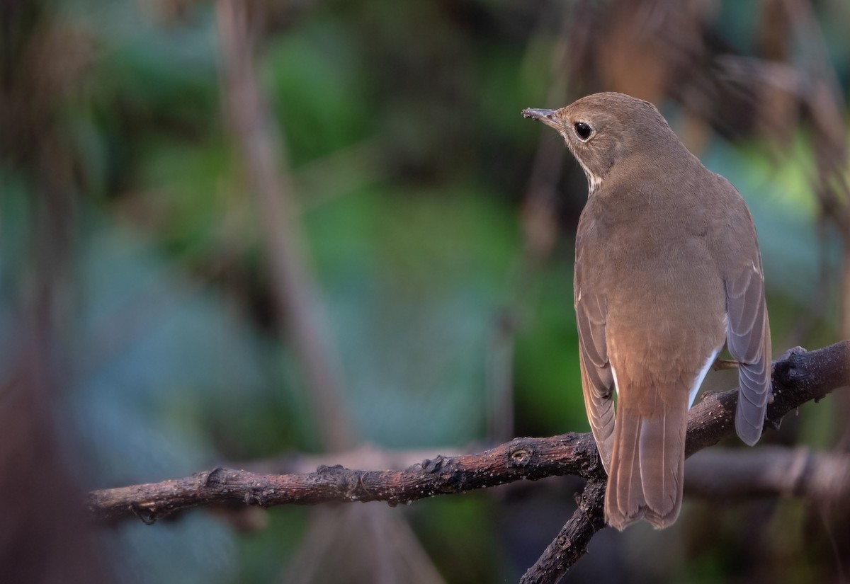 ML627603623 - Hermit Thrush - Macaulay Library