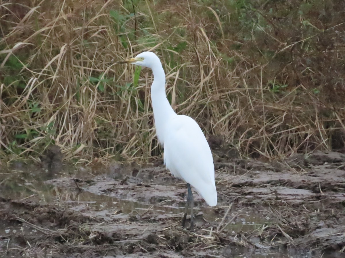 ML627604762 - Medium Egret - Macaulay Library