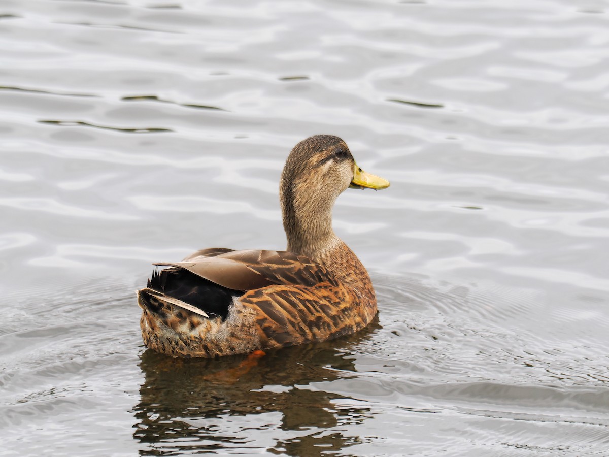 ML627616124 - Mottled Duck - Macaulay Library