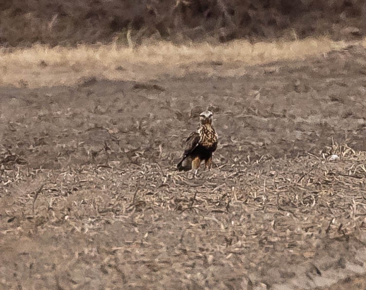 ML627617961 - Rough-legged Hawk - Macaulay Library