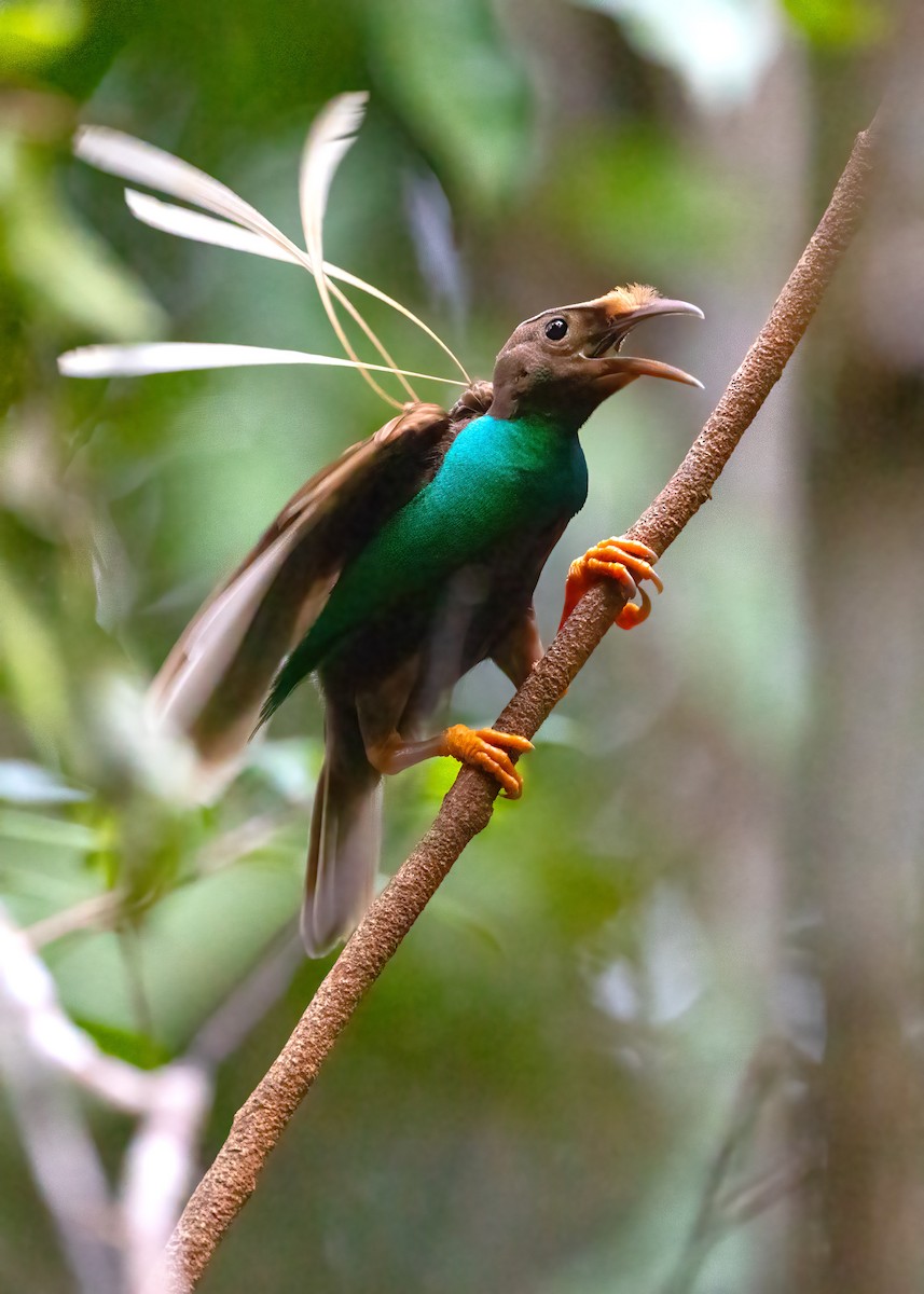 ML627620662 - Standardwing Bird-of-Paradise - Macaulay Library
