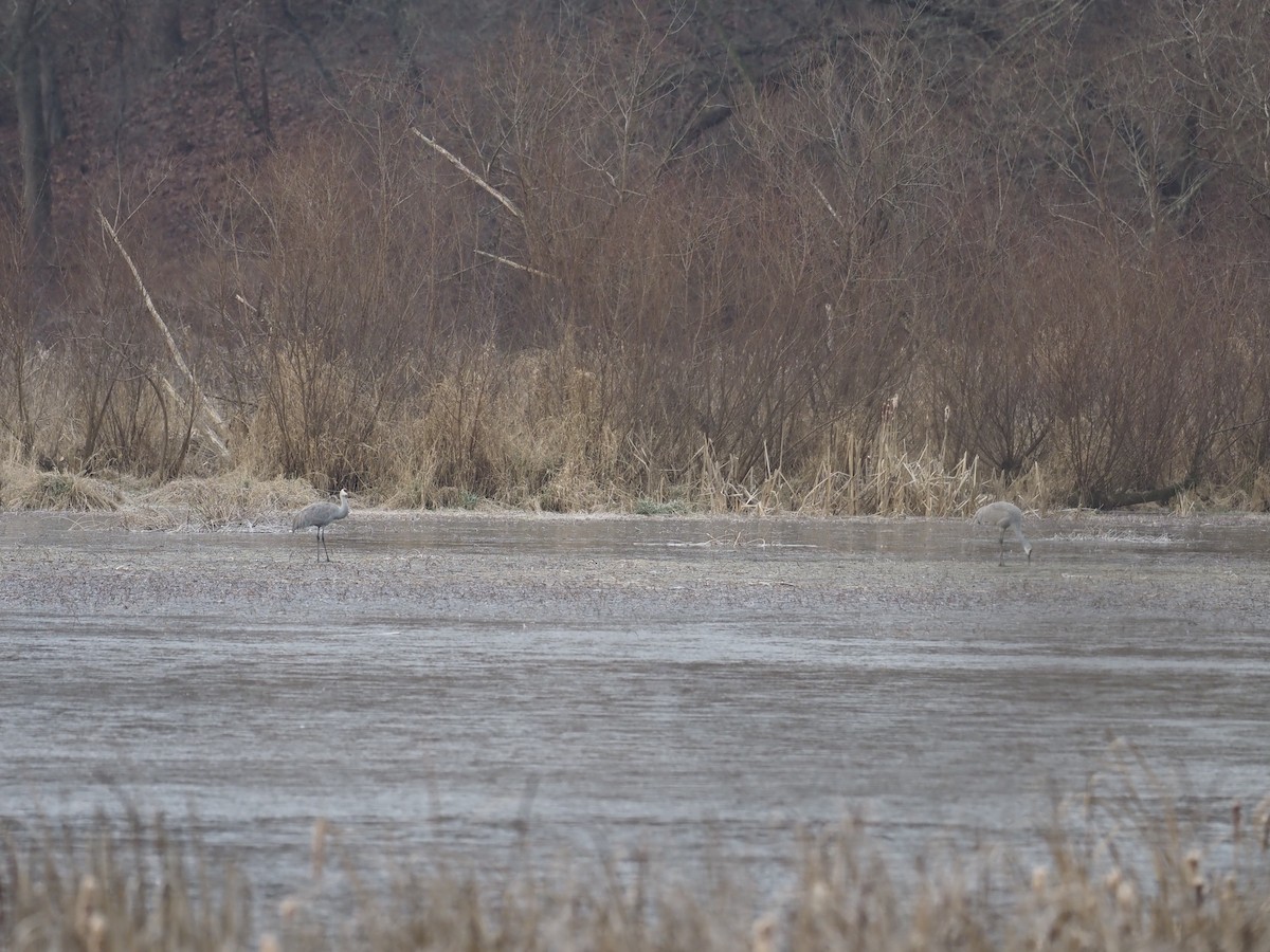 Pennsylvania Bird Atlas Checklist - 15 Dec 2024 - Octoraro Reservoir ...