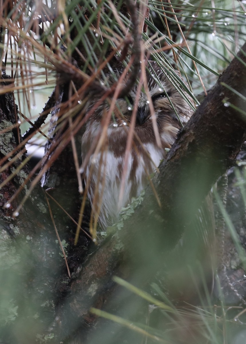 eBird Checklist - 16 Dec 2024 - Cape Island--CMP (Cape May Point) - 17 ...