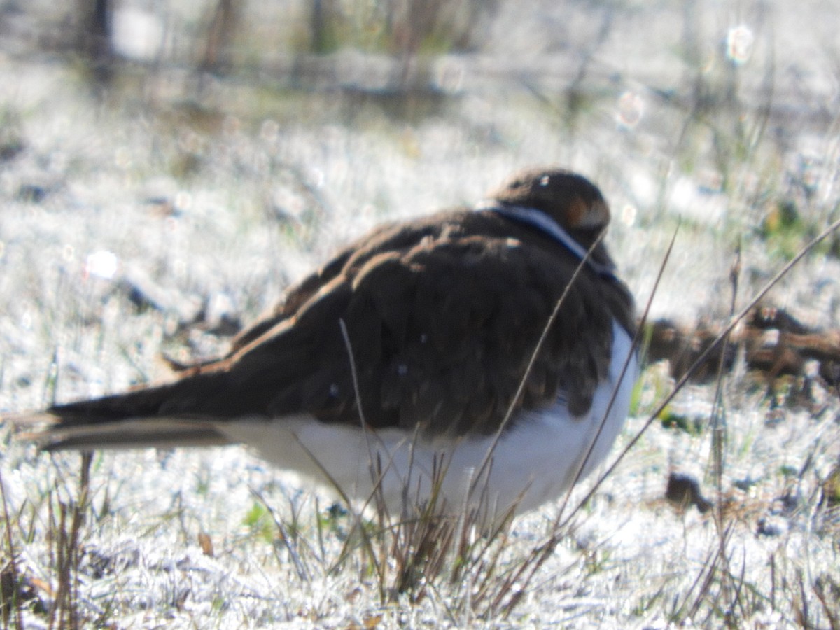 Pennsylvania Bird Atlas Checklist - 14 Dec 2024 - CBC Snipe location ...