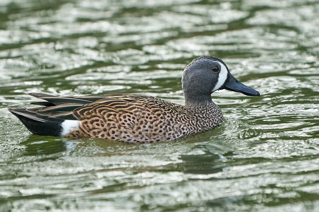 eBird Checklist - 15 Dec 2024 - Ponds Across Goodman's Bay Park - 12 ...