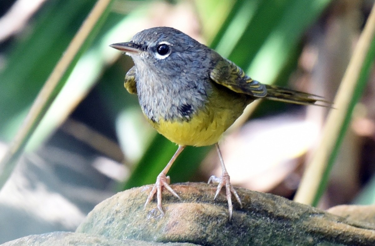 eBird Checklist - 16 Dec 2024 - Quintana Neotropical Bird Sanctuary ...
