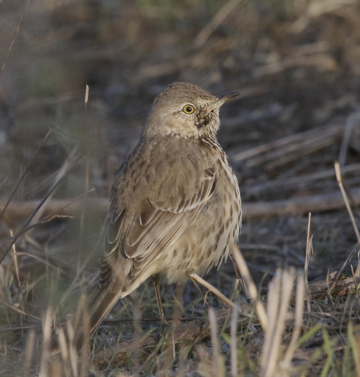 eBird Checklist - 16 Dec 2024 - Elings Park - 1 species