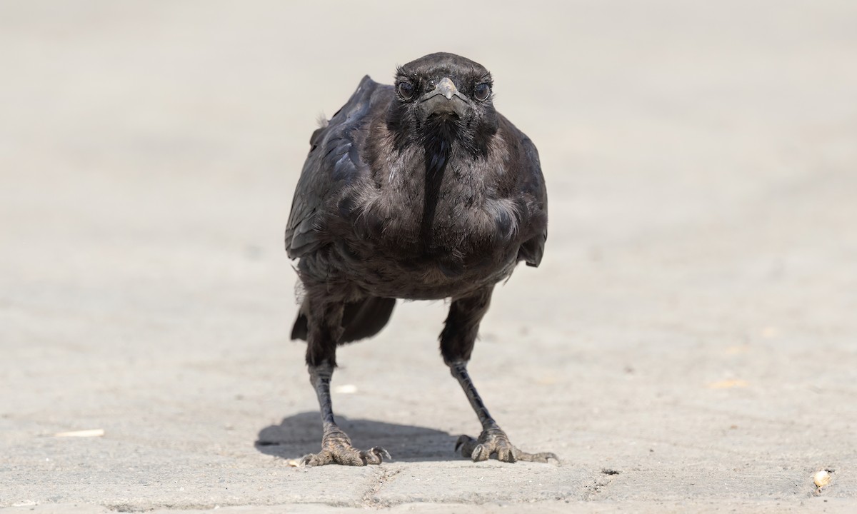 ML627631014 - Cape Crow - Macaulay Library