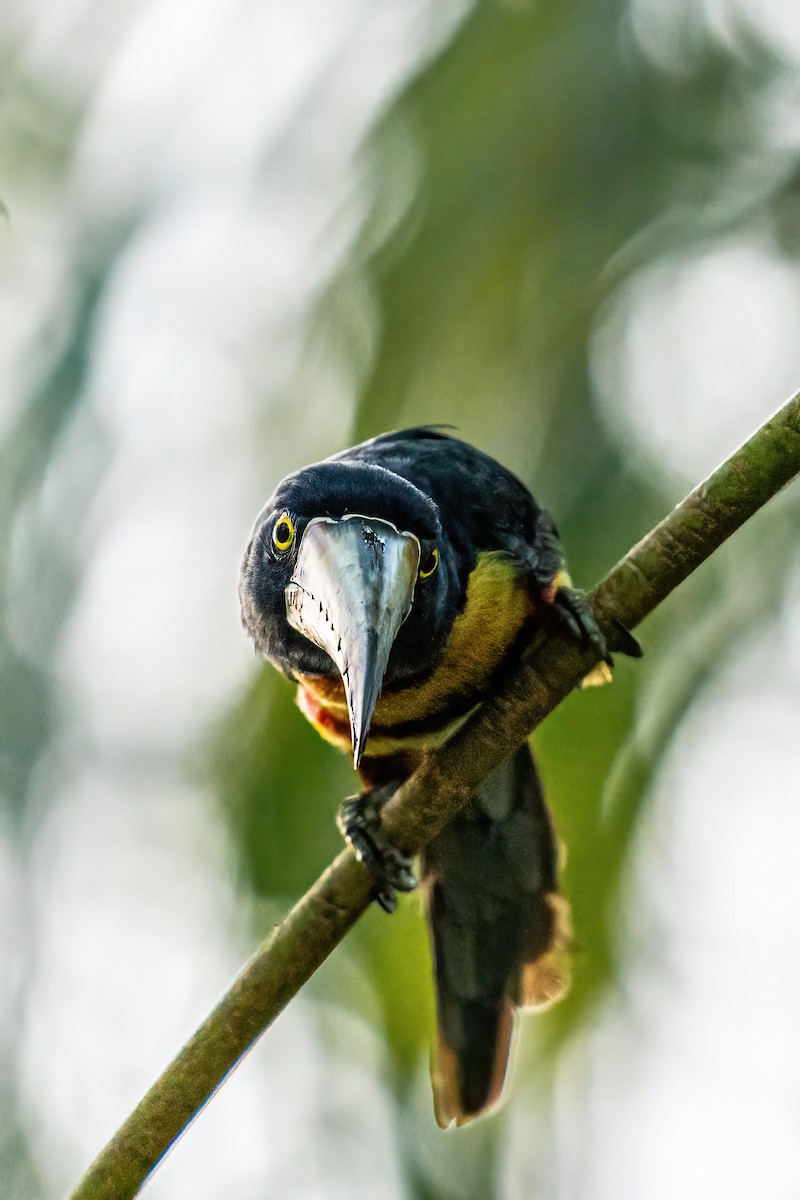 ML627631078 - Collared Aracari - Macaulay Library