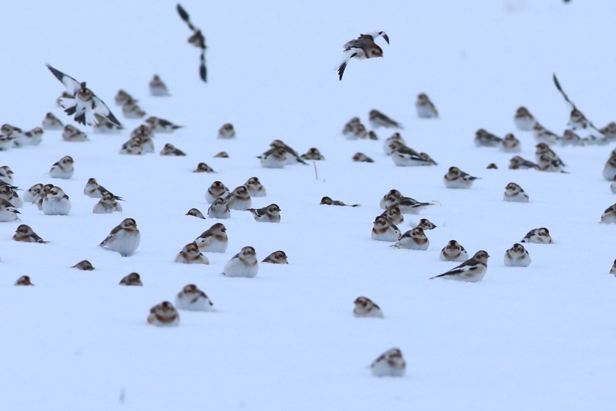 ML627631507 - Snow Bunting - Macaulay Library